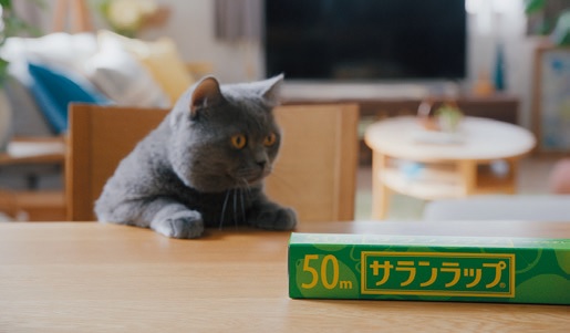 黒木華との共演も！ CMやドラマ出演の大人気“猫さま”7匹（ananweb）