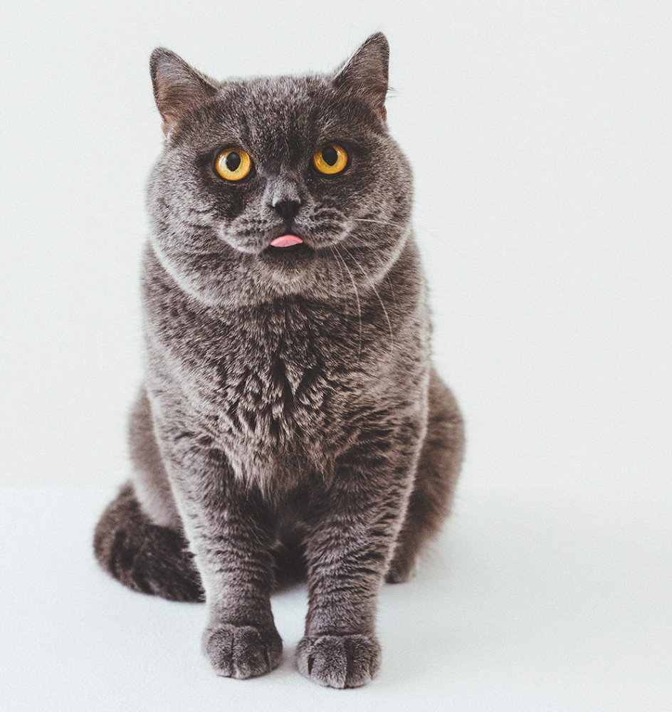 黒木華との共演も！ CMやドラマ出演の大人気“猫さま”7匹（ananweb）