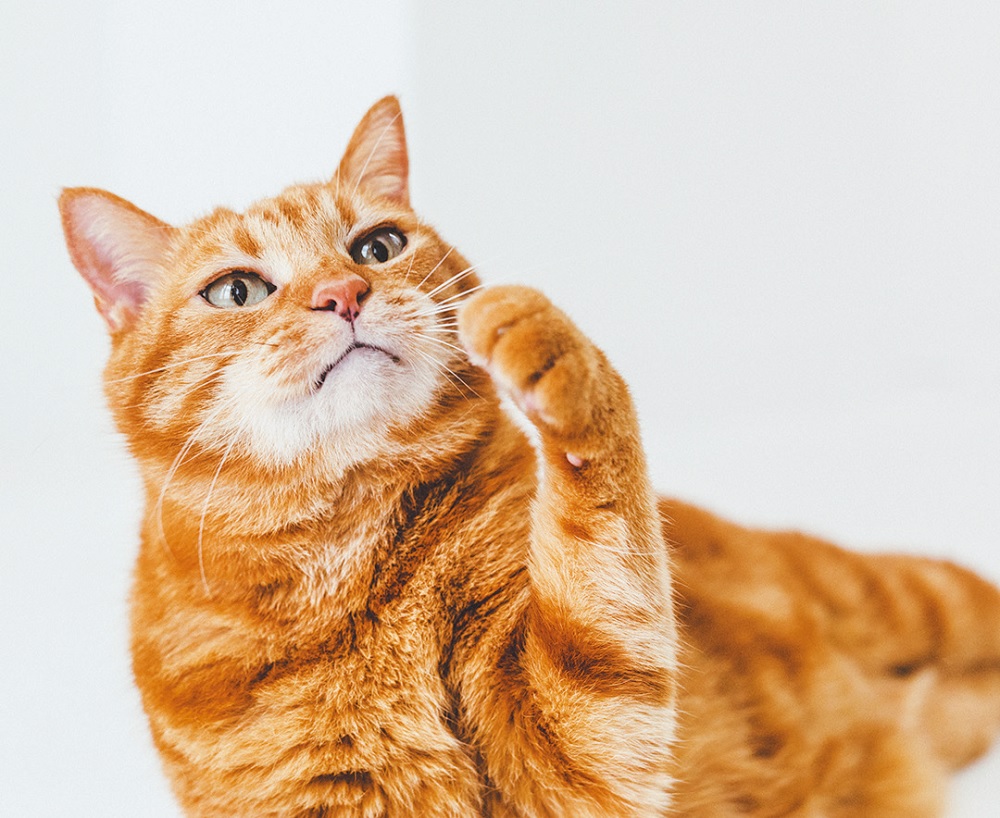 黒木華との共演も！ CMやドラマ出演の大人気“猫さま”7匹（ananweb）