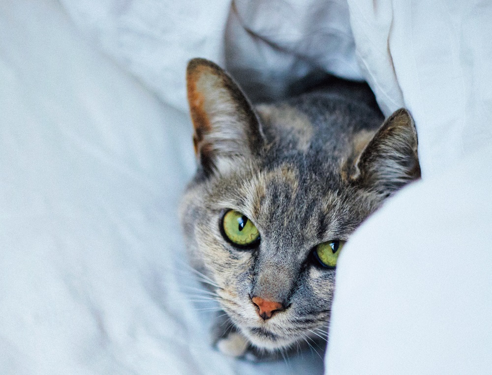 黒木華との共演も！ CMやドラマ出演の大人気“猫さま”7匹（ananweb）