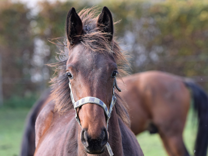 新たなライバル関係？ ともにスタンフォードの学生で馬術選手、ジョブズとゲイツの娘（ビジネスインサイダージャパン）